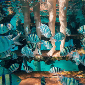 Red Sea diving guide