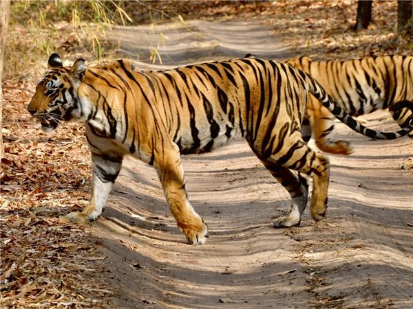 Tiger tour in India, land of the Tiger tour | Responsible Travel