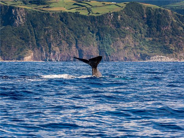 Azores highlights tour | Responsible Travel