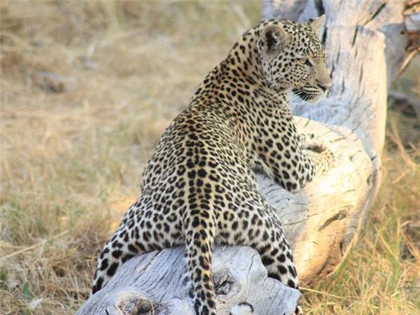 Botswana wildlife safari. Helping Dreamers Do