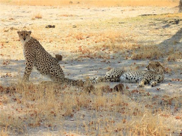 Botswana wildlife safari. Helping Dreamers Do