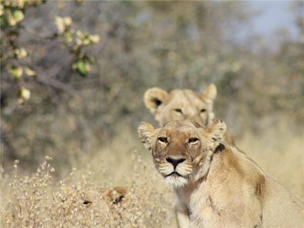 Botswana wildlife safari. Helping Dreamers Do