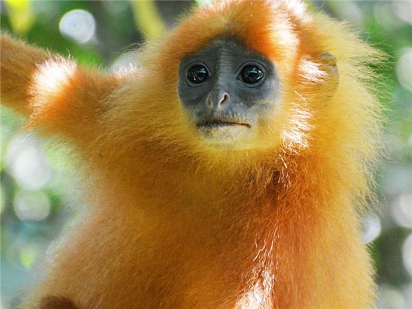 Borneo wildlife highlights holiday | Responsible Travel