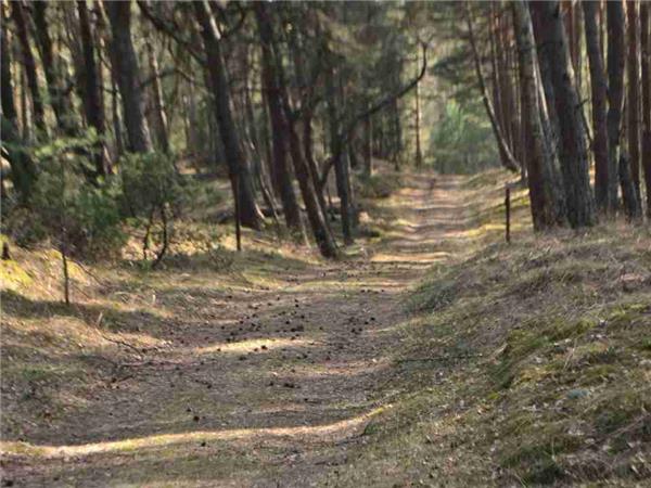 Walking the Curonian Spit in Lithuania | Responsible Travel