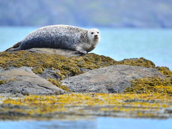 Autumn Inner Hebrides cruise | Responsible Travel