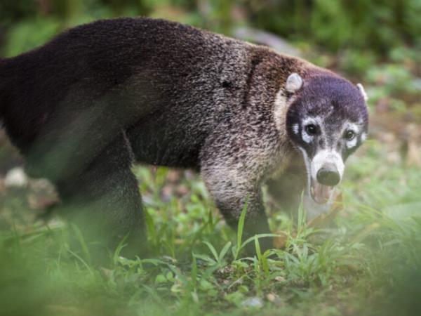 Rare wildlife holiday, Costa Rica | Responsible Travel