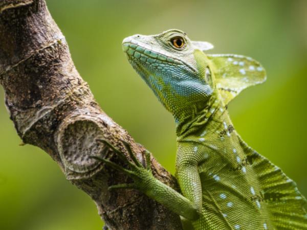 Rare wildlife holiday, Costa Rica | Responsible Travel