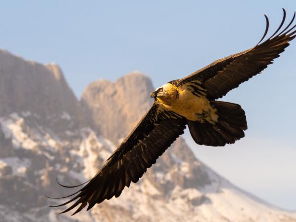 Butterflies and birds of the Spanish Pyrenees holiday | Responsible Travel