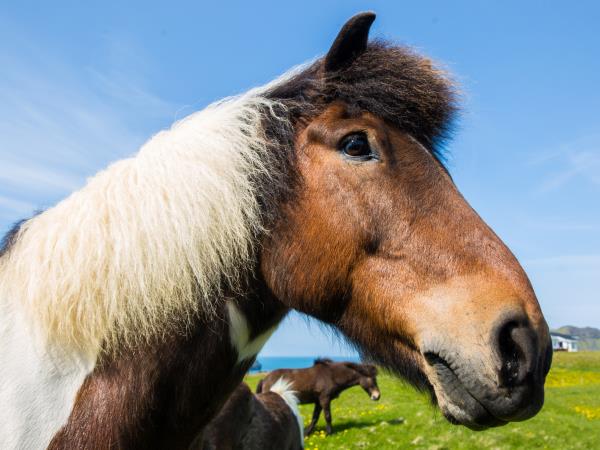 Iceland cruises, land of fire & ice | Responsible Travel