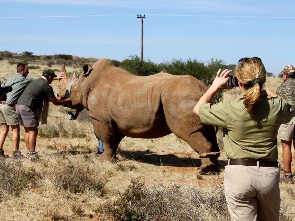 Rhino conservation project, South Africa | Responsible Travel