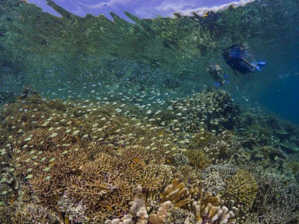 Halmahera snorkeling holiday in Indonesia | Responsible Travel