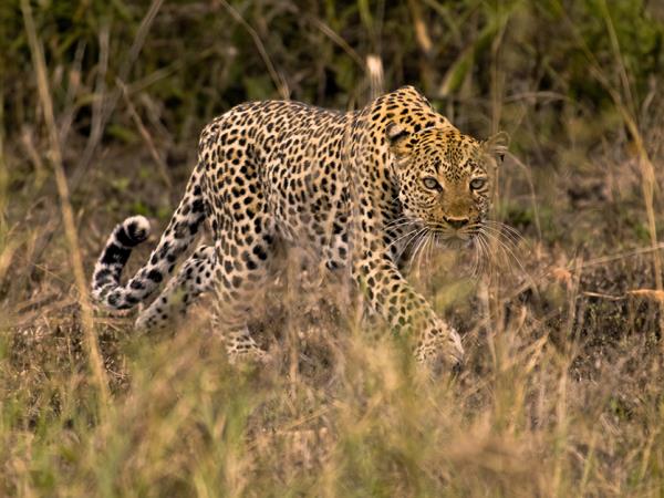 Uganda wildlife and conservation tour | Responsible Travel