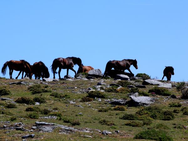 Northern Portugal wildlife & nature holiday | Responsible Travel