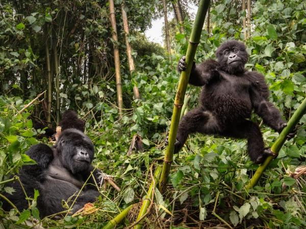 Uganda Great Rift Valley primates safari | Responsible Travel