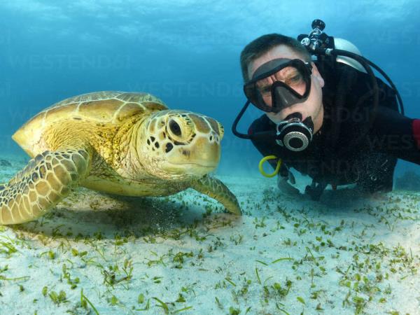 Sea turtle conservation, Belize | Responsible Travel