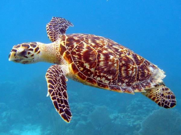 Sea turtle conservation, Belize | Responsible Travel