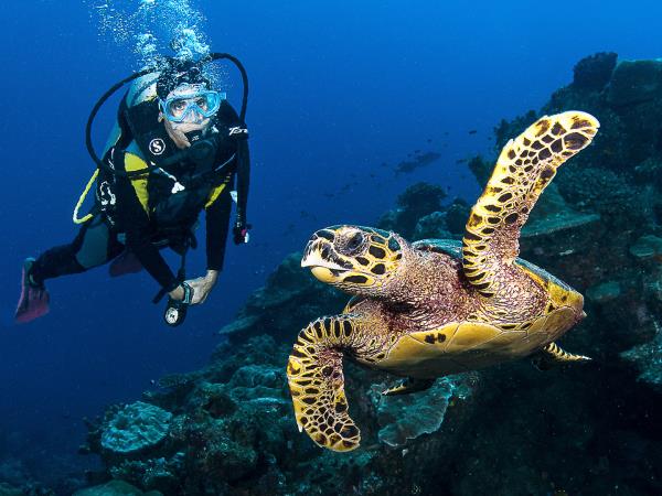 Sea turtle conservation, Belize | Responsible Travel