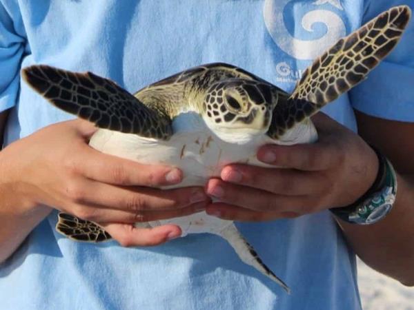 Sea turtle conservation, Belize | Responsible Travel