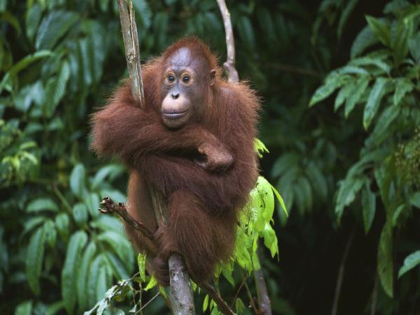 Borneo rainforest adventure holiday for families | Responsible Travel