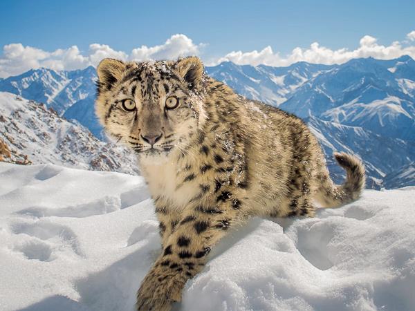 Ladakh snow leopards & festivals photography tour | Responsible Travel