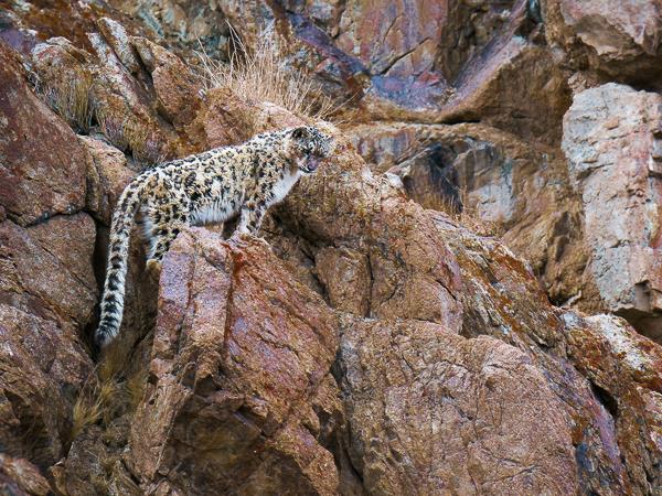 Ladakh snow leopards & festivals photography tour | Responsible Travel