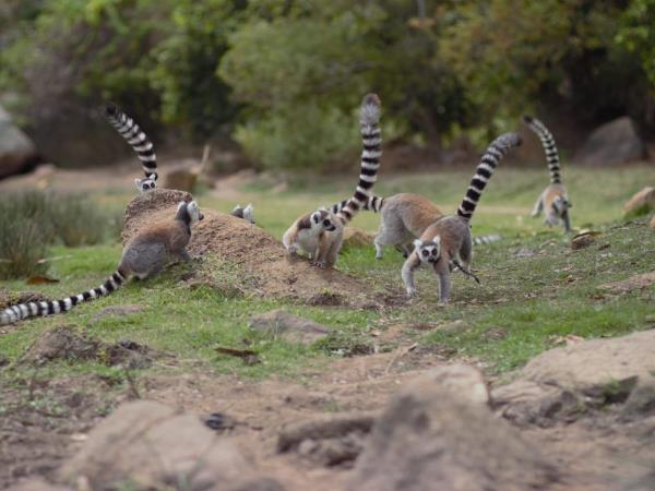 Eastern Madagascar small group tour | Responsible Travel