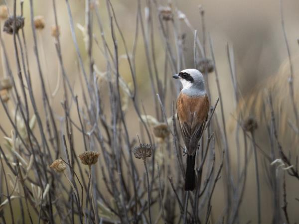 Bird watching in Greece | Responsible Travel