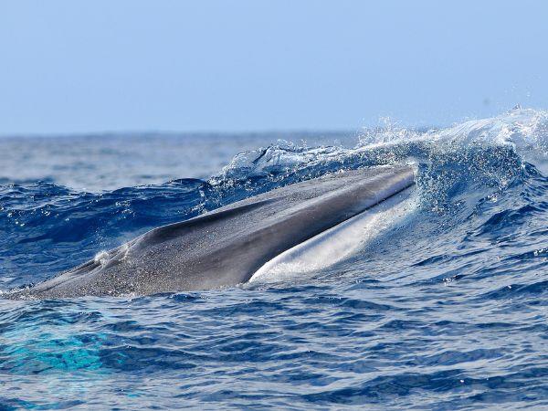 Blue Whale tour in the Azores | Responsible Travel