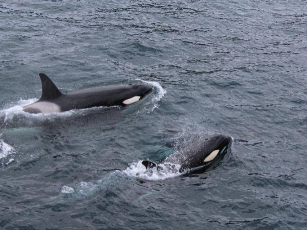 Blue Whale tour in the Azores | Responsible Travel