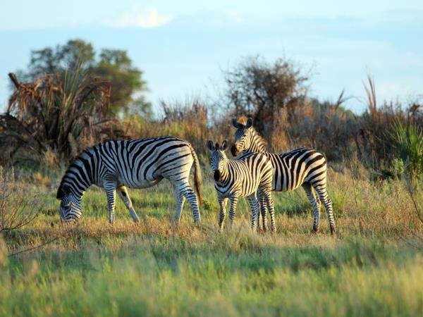 Botswana bush and beach honeymoon | Responsible Travel