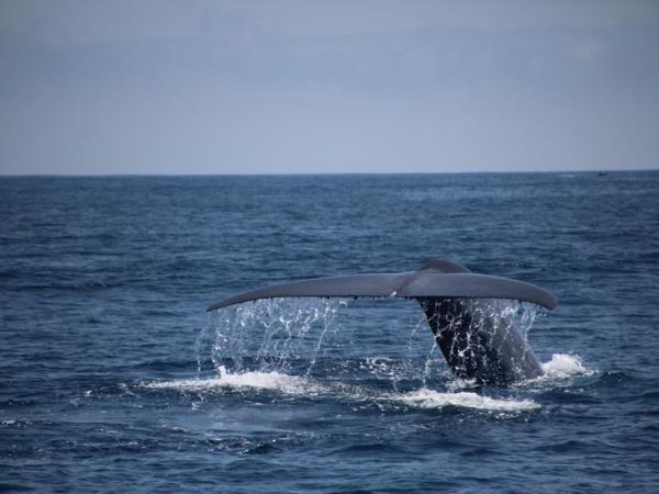 Blue Whale Discovery Holiday, Azores | Responsible Travel
