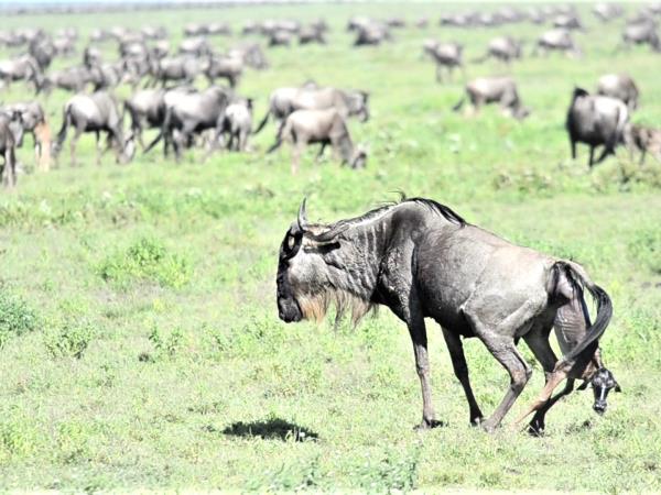 Tanzania green season safari holiday | Responsible Travel