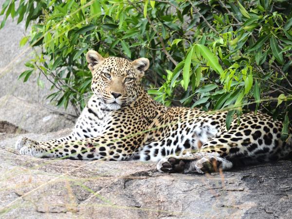 Great migration photography holiday, Tanzania | Responsible Travel