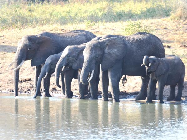 Great migration photography holiday, Tanzania | Responsible Travel