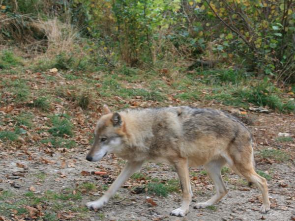 Wolf tracking holiday in Romania | Responsible Travel