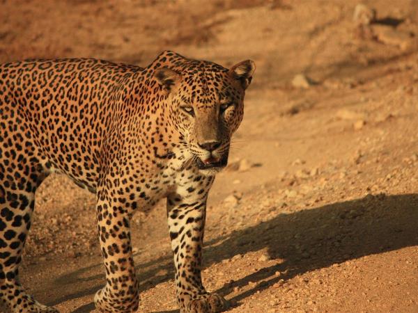 Wildlife holidays in Sri Lanka