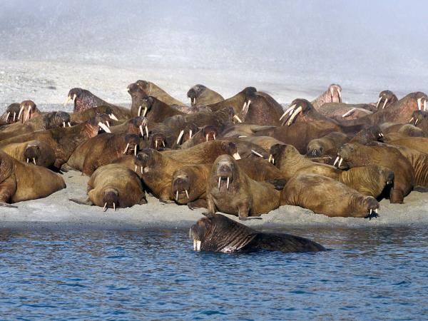Spitsbergen travel guide
