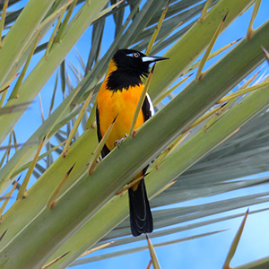 Wildlife in Venezuela