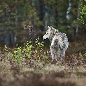 Wolf tracking travel guide