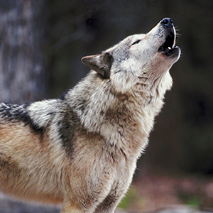 The return of wolves to Europe & America