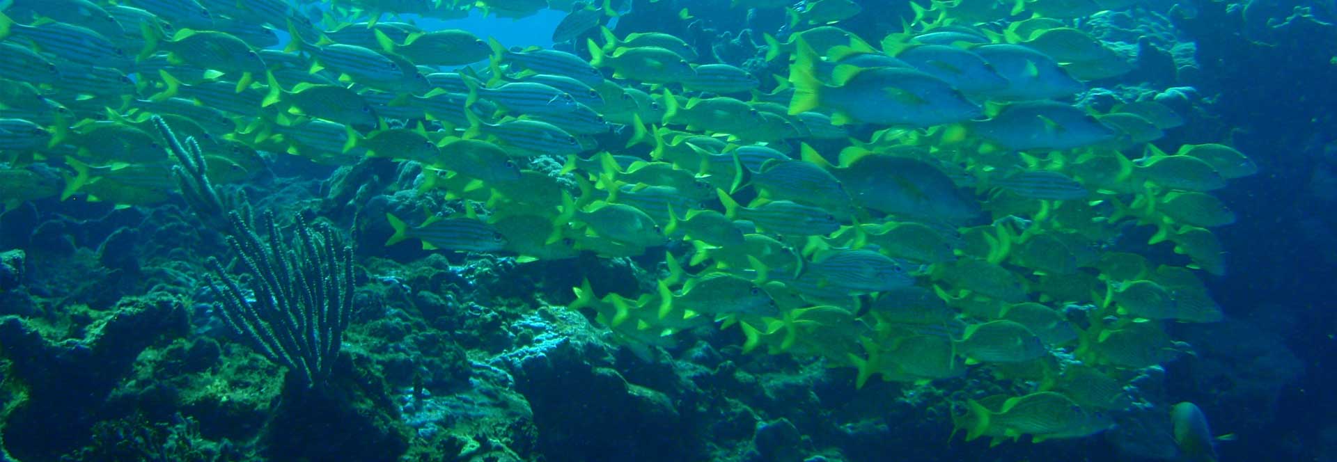Where to see wildlife in the Yucatan