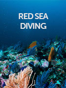 Learn to scuba dive in the Red Sea | Responsible Travel