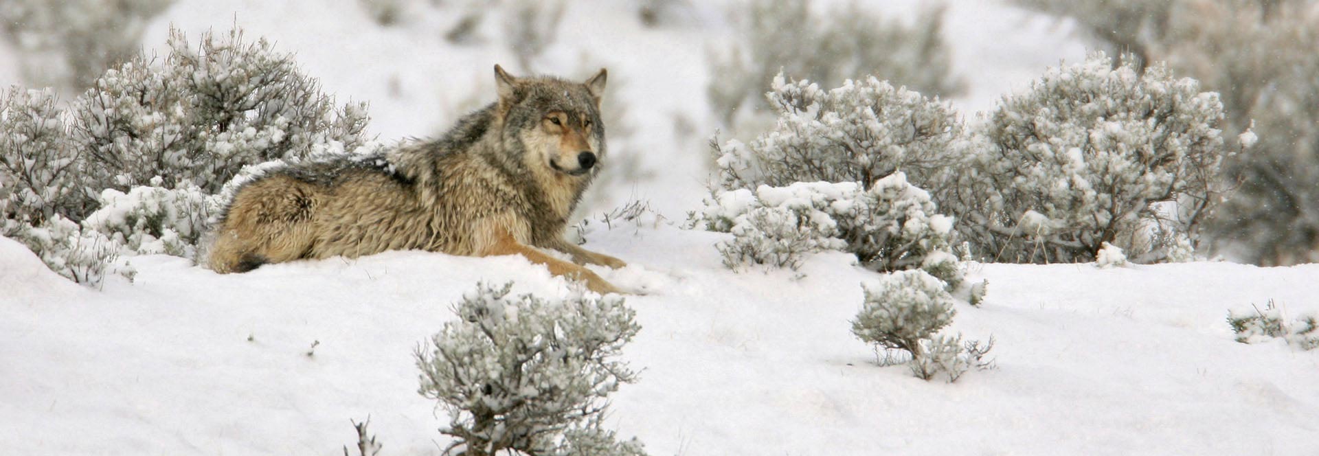 Where to go on a wolf tracking holiday