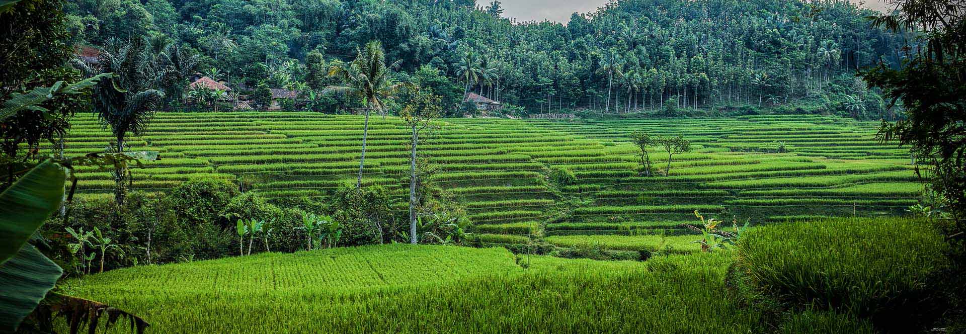 Java holidays & tours in 2026 & 2027 | Responsible Travel