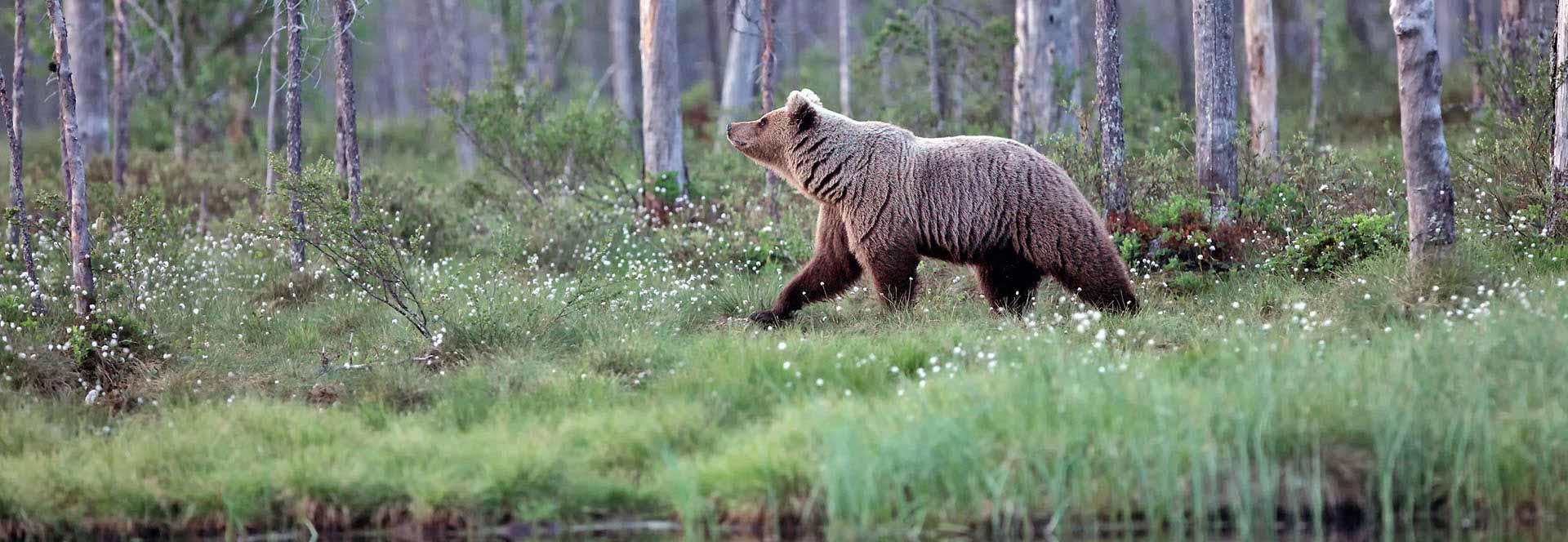 Wild Taiga holidays & tours in 2025 & 2026 | Responsible Travel