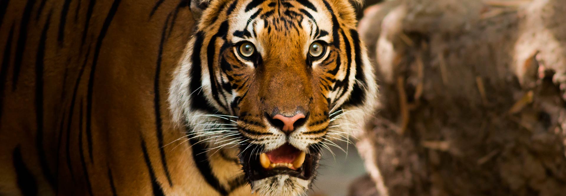 Luxury nature & wildlife holidays in 2026 & 2027 | Responsible Travel