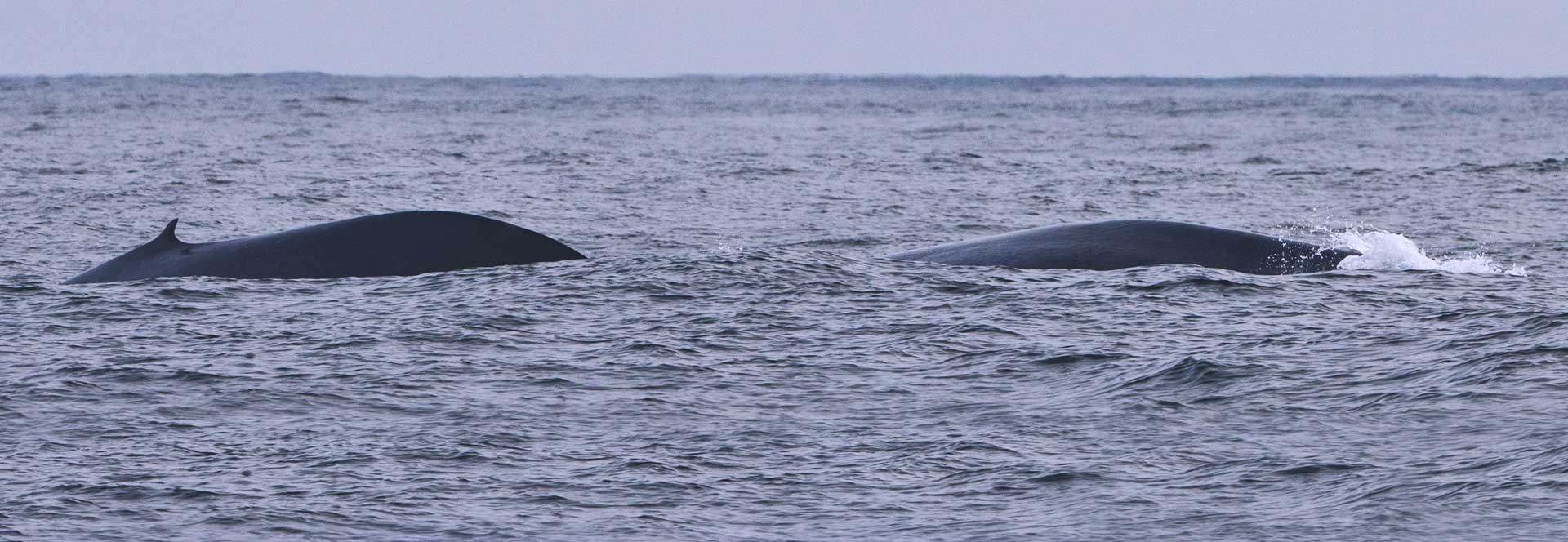 Blue whale watching in the Azores