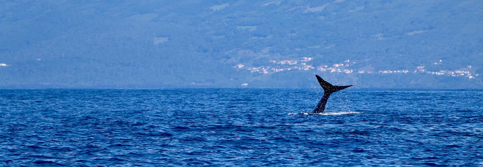 Whale conservation in the Azores