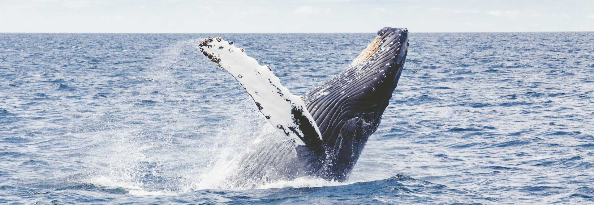 Whale species you can see in the Azores