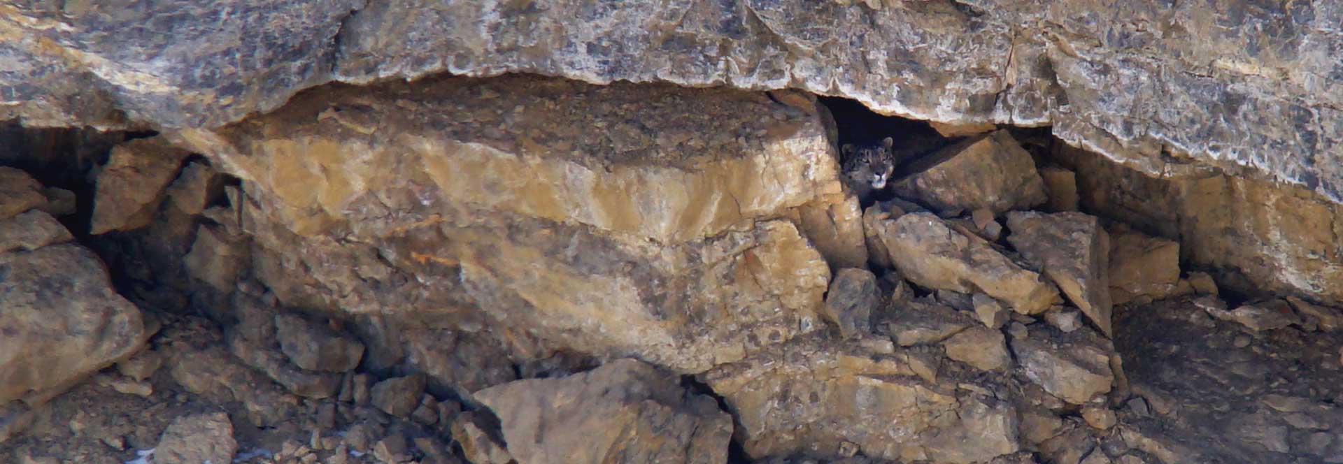 Snow leopard trekking in Ladakh